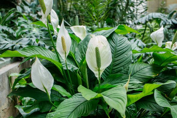 Adding one kitchen scrap to your peace lilies will make them thrive