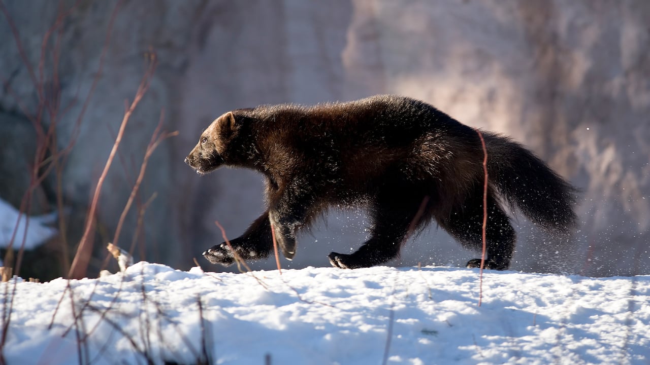 'It bodes well': New sightings bring hope endangered wolverine is ...