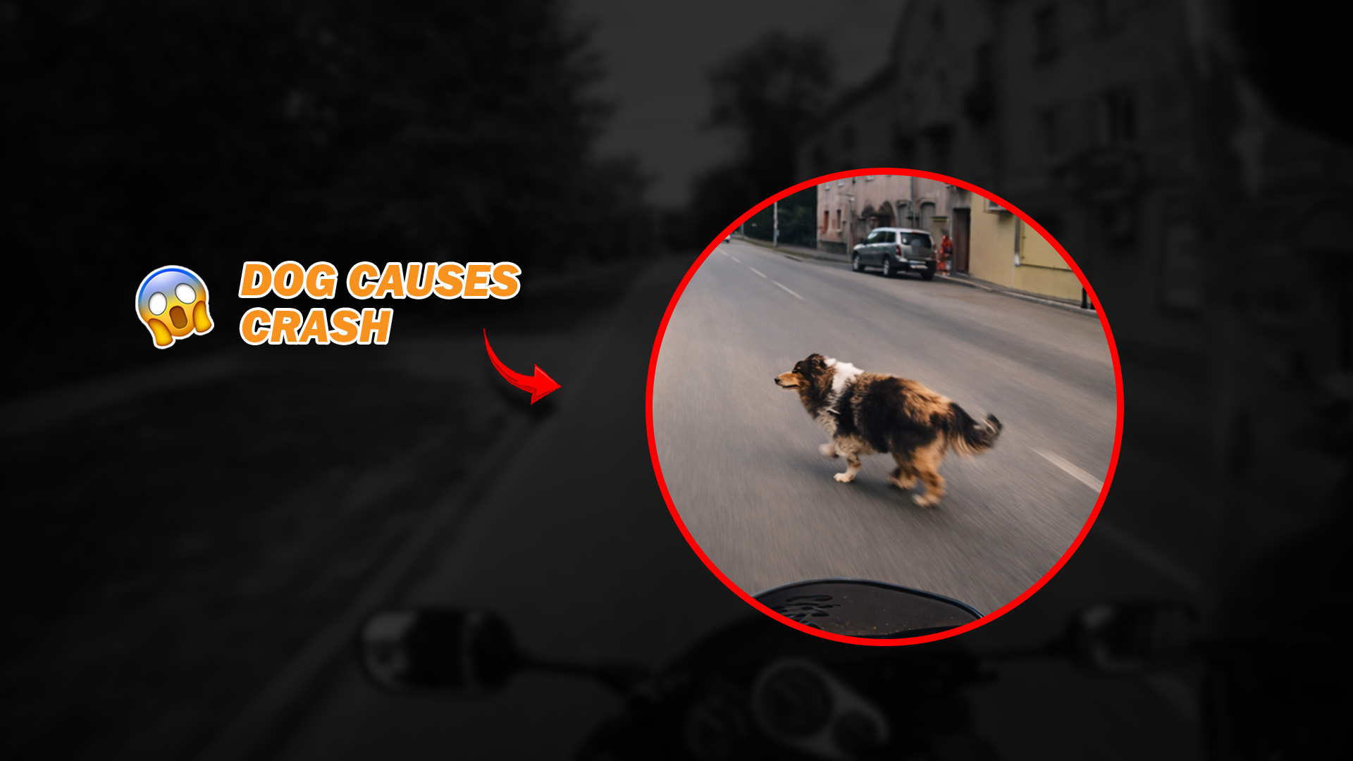 Dog suddenly runs across road causing biker to crash