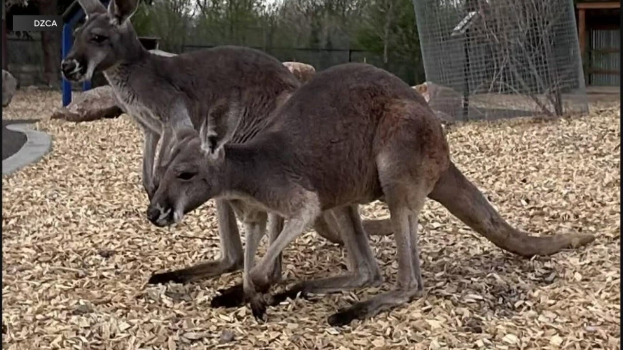 Denver Zoo gets two new kangaroos from Nashville Zoo