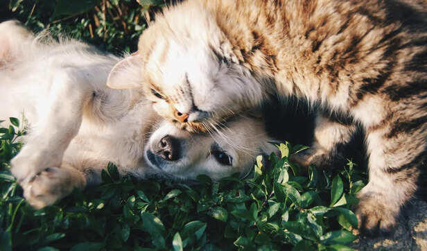 Dog vs cat communication styles: Key differences explained
