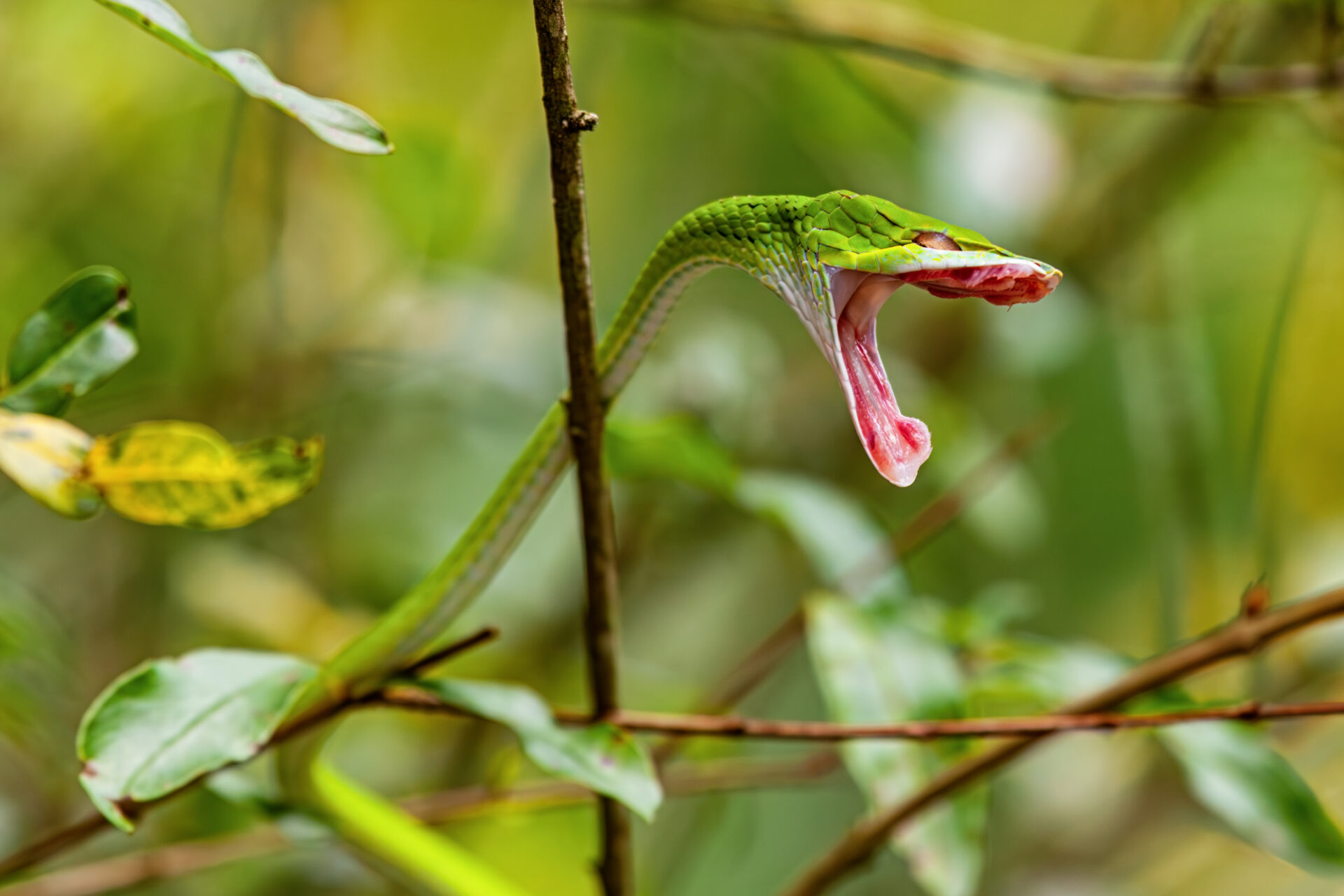 El impacto global de la mordedura de serpiente