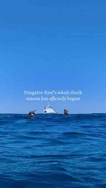 Ningaloo Reef's whale shark season