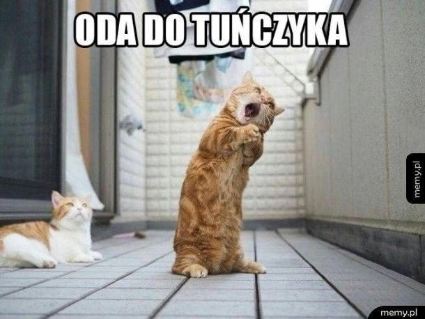 Najlepsze memy o kotach. Futrzaste kocury dzielą i rządzą w internecie ...