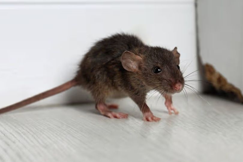 Rats will avoid your garden if you put 29c item outside this summer