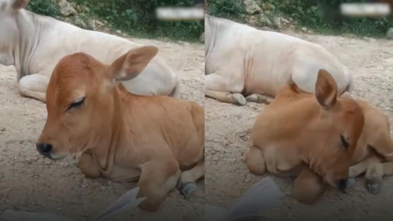 Video of the day! Calf struggles to stay awake after owner placed book ...