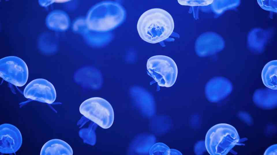 Watch what happens when a jellyfish avoids death by rewriting its biology
