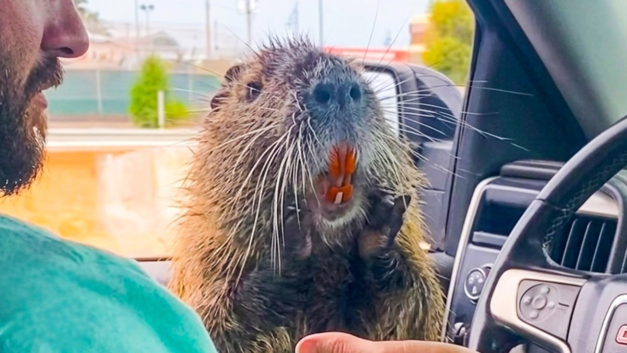 Wild baby nutria refused to let go - until he found his forever family