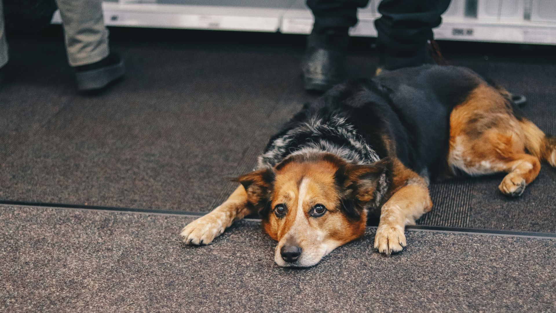 My dog was approved to fly in-cabin, but at the airport they rejected ...