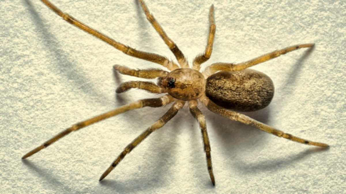Newly discovered spider named Pink Floyd can devour animal six times ...