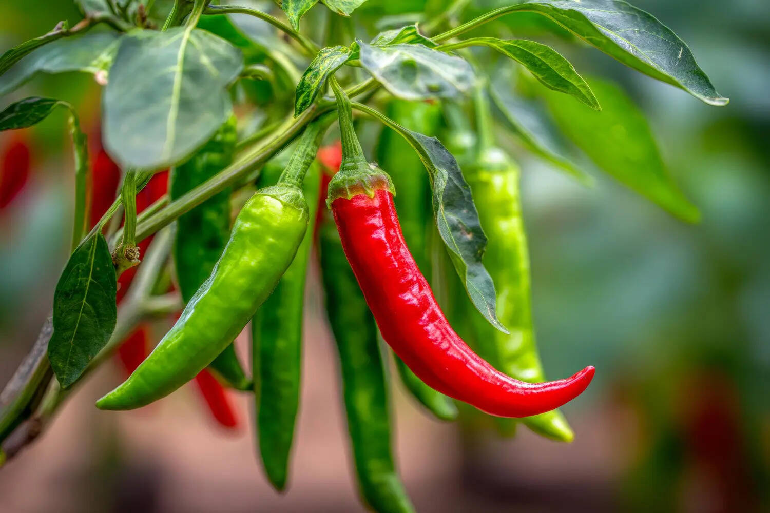 Green chilli plant not flowering? Simple fixes to get more flowers and ...