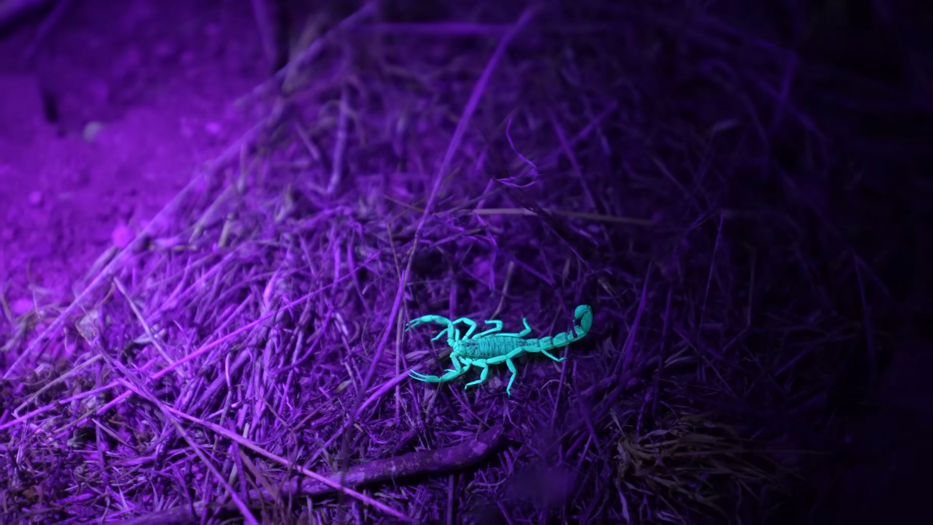 Watch what happens when you shine UV light on a scorpion