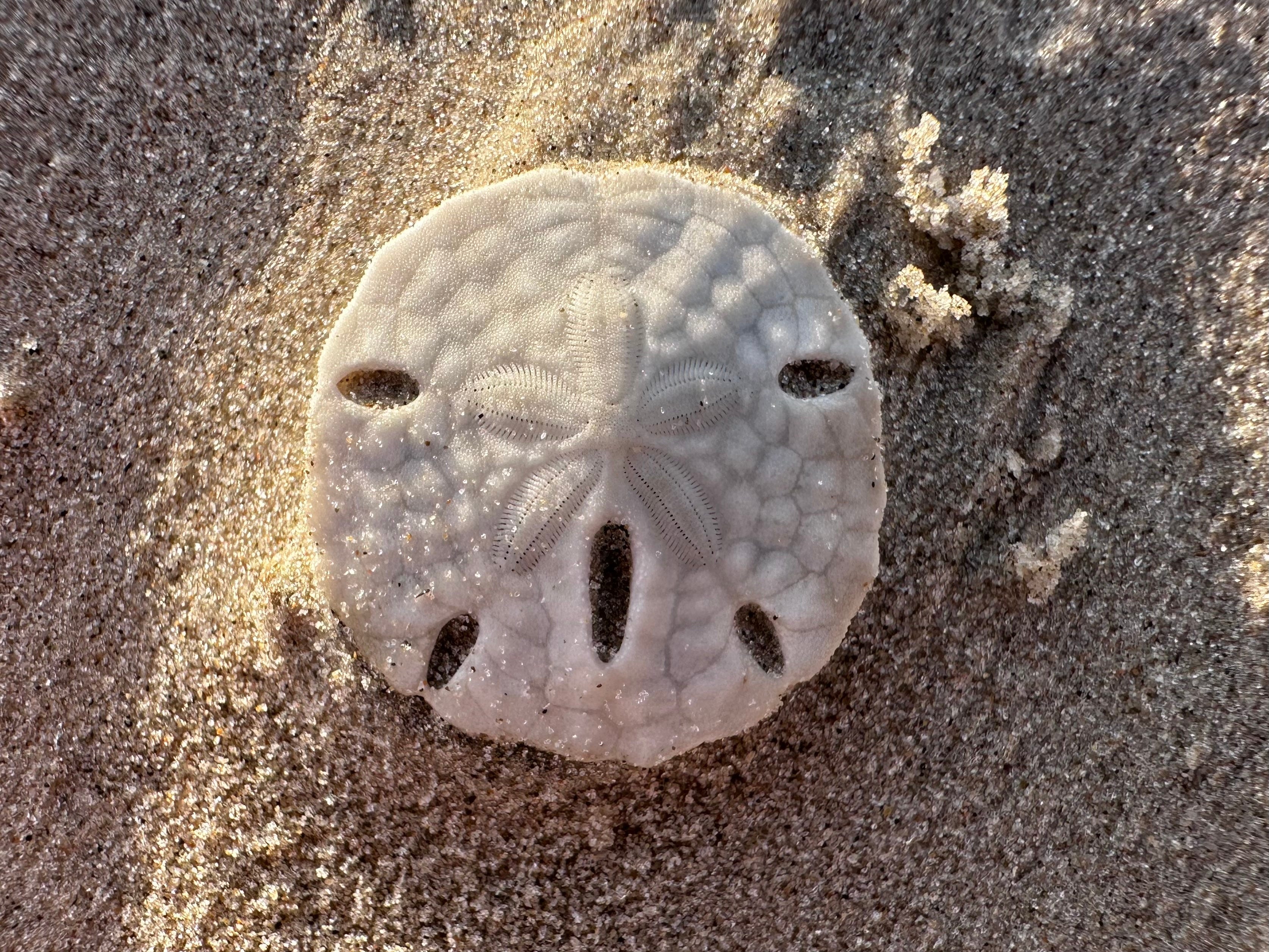 Marco Island's 'mermaid money' focus of popular CBS news program