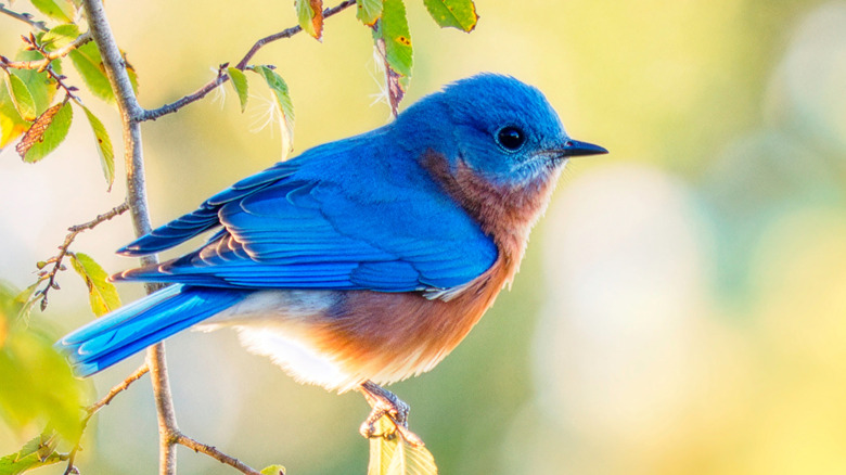 Attract bluebirds to your yard with this fast-growing berry bush