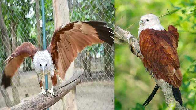 Protected brahminy kite rescued from restaurant, case registered: PETA ...