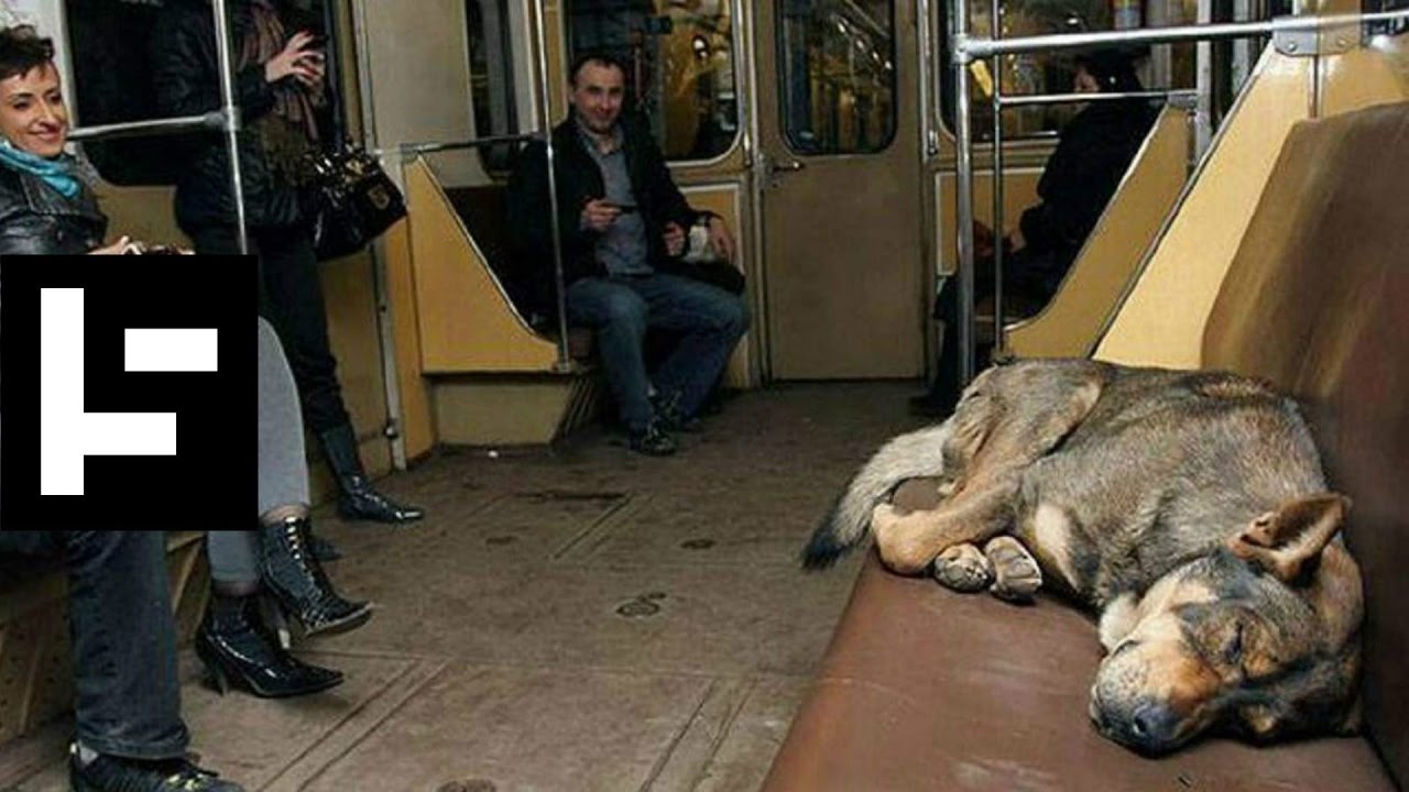 Meet the smart stray dogs that use subways to navigate Moscow