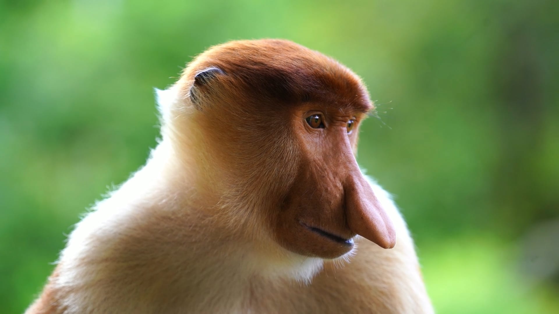 Endangered proboscis monkey of Borneo up close - Worldwide