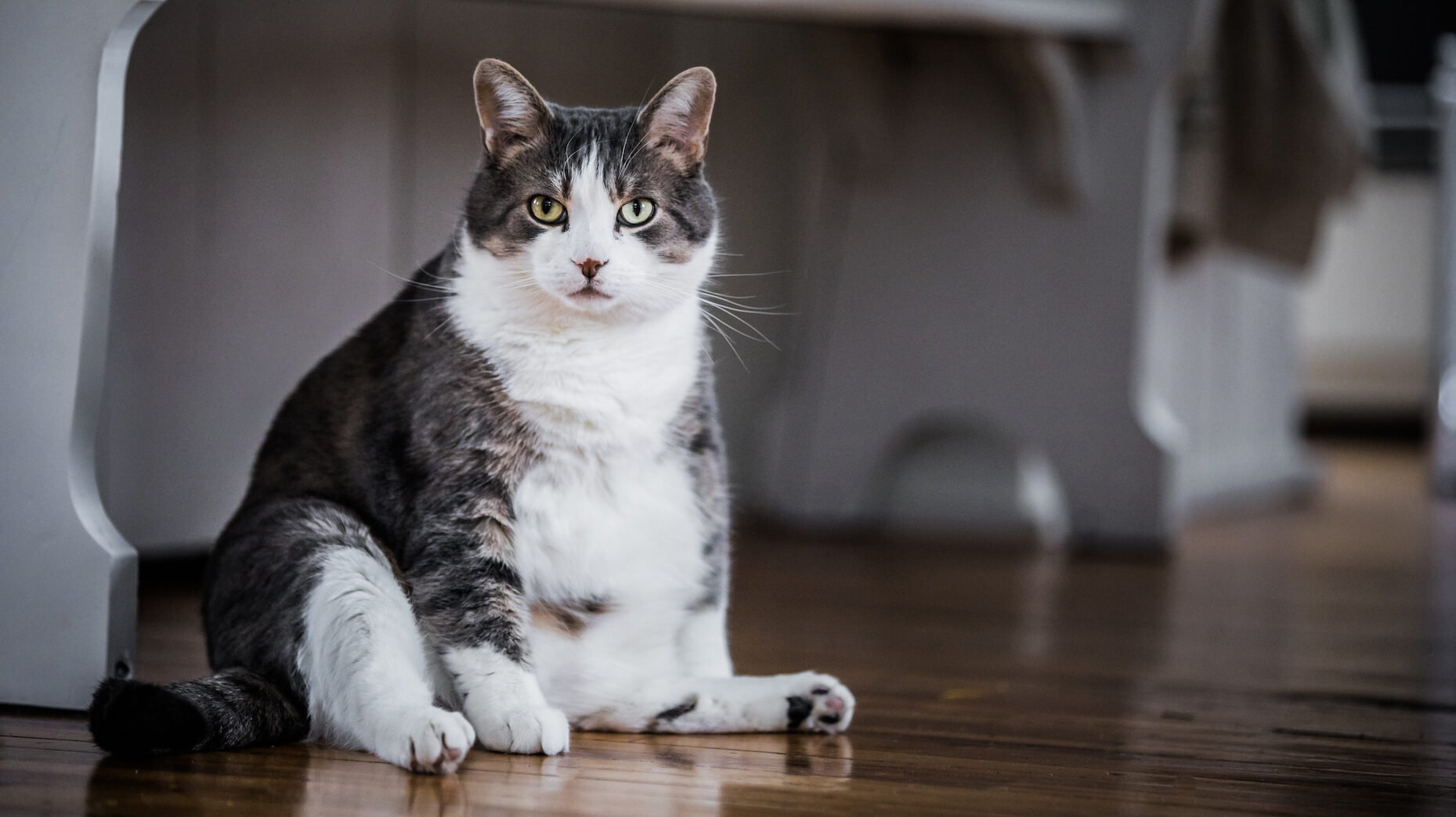 5 things you should never do to your cat