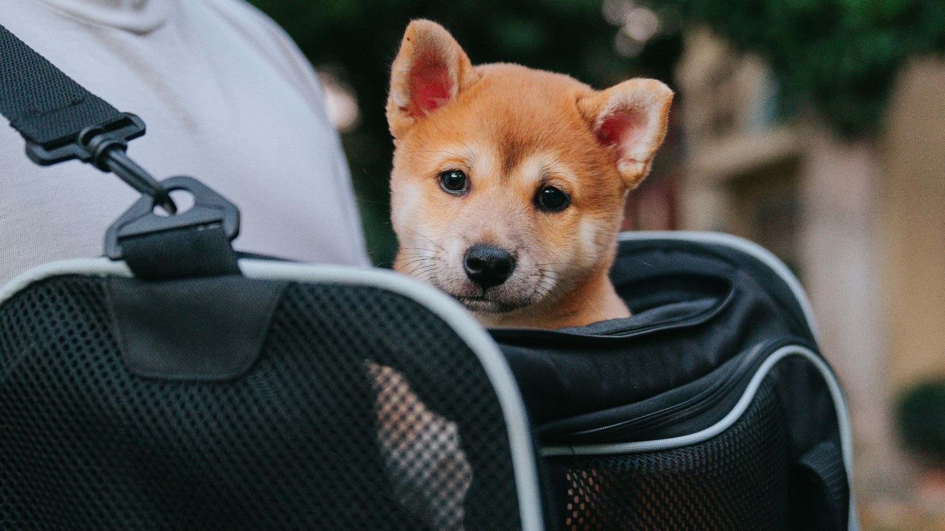 My dog was approved to fly in-cabin, but at the airport they rejected ...