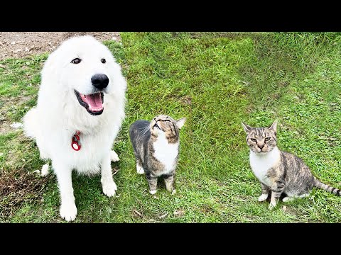 Livestock guard dog begins acting exactly like a barn cat