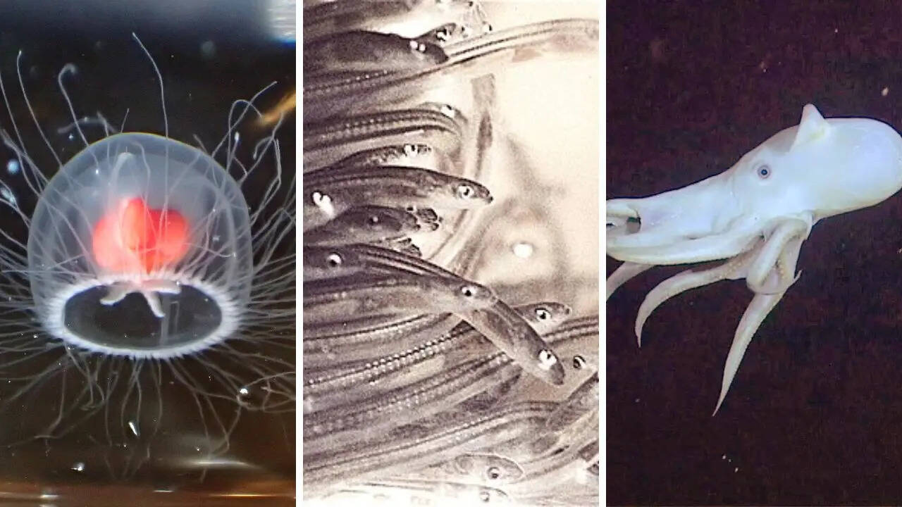 10 mysteries hidden beneath the ocean floor that scientists still can't ...