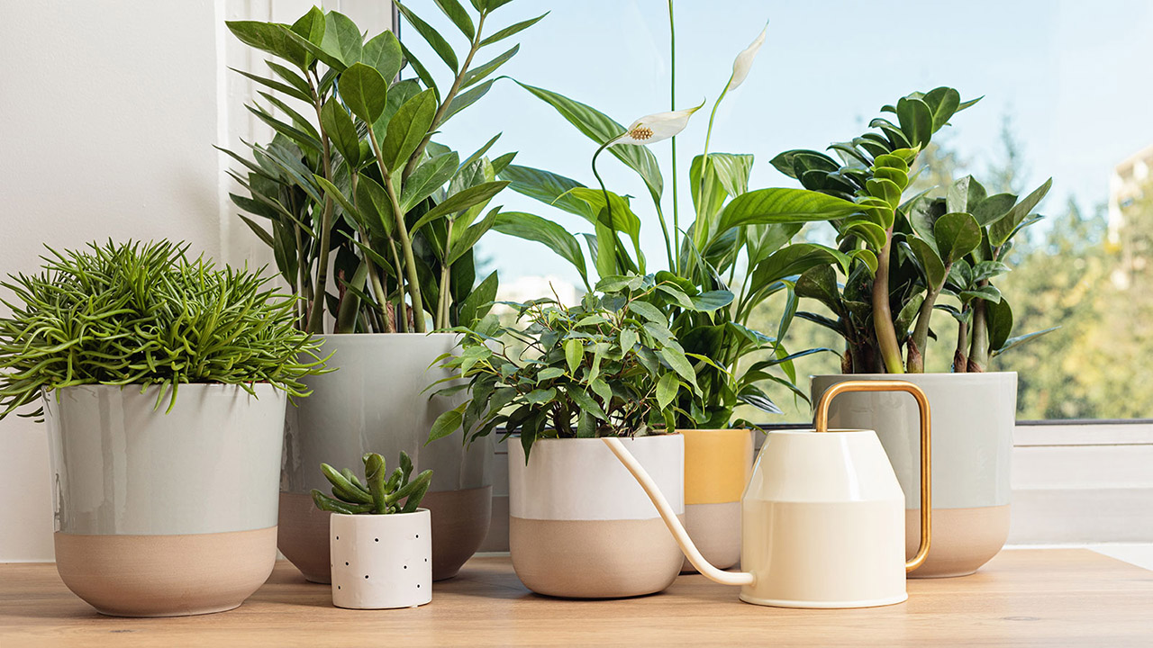 Steer clear of these 9 'unlucky' plants in your home