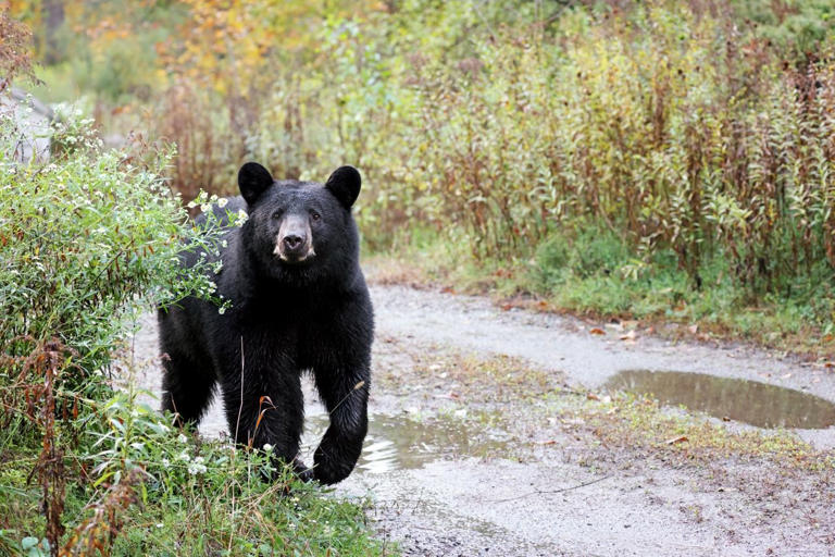 What to do if you encounter a bear (and what not to do)