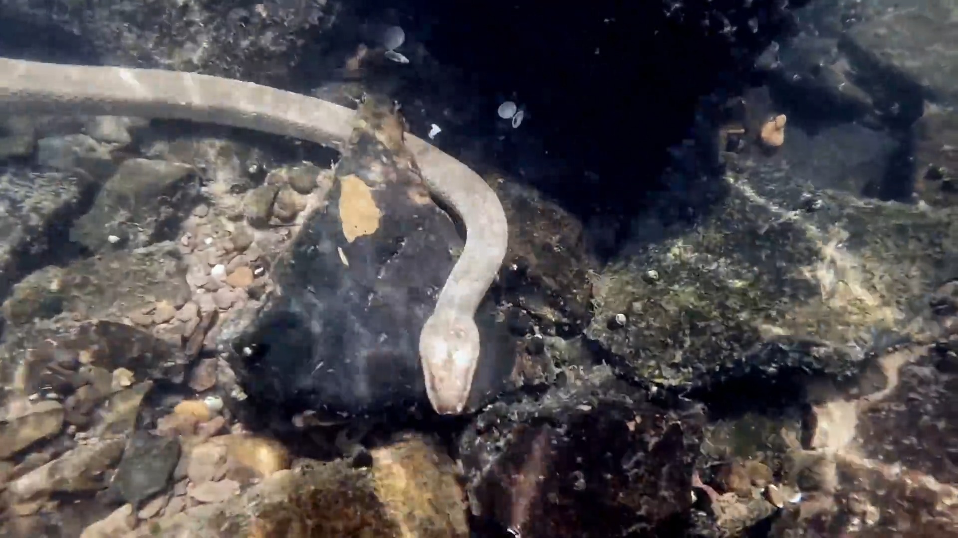 A river snake crawled up my shorts - I almost got bitten
