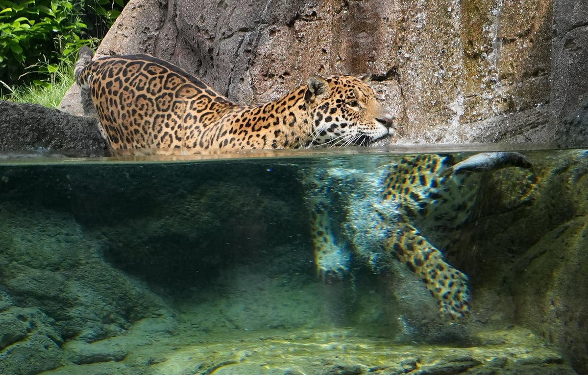 First 'cloud jaguar' sighted in a decade raises conservation hopes