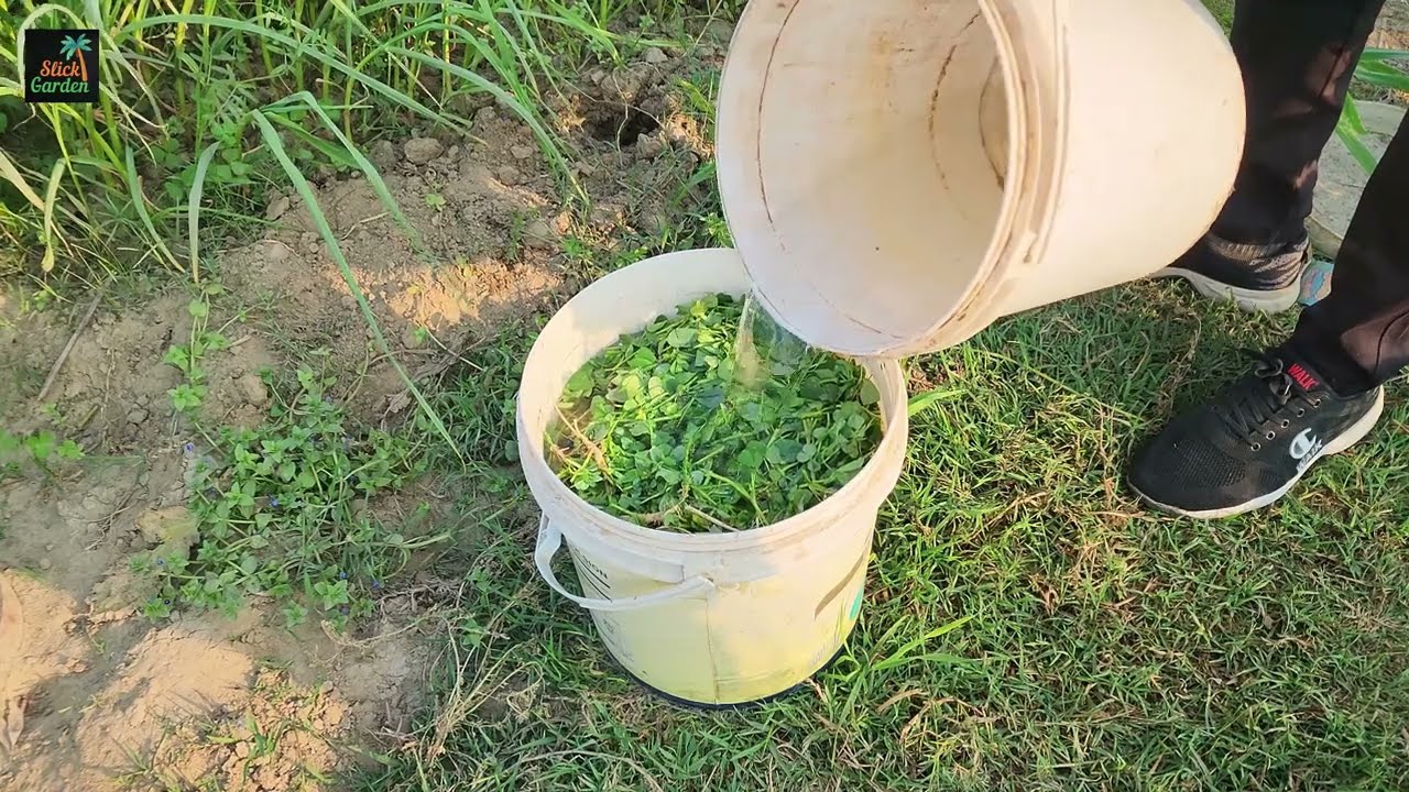 This 'weed' secret makes plants grow faster than ever