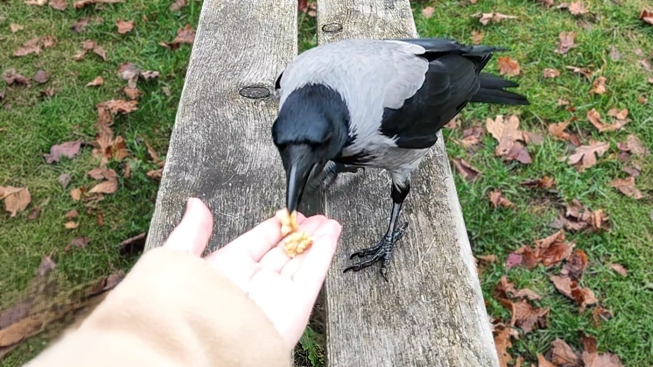 She looked into a wild crow’s eyes - and he chose her as his human
