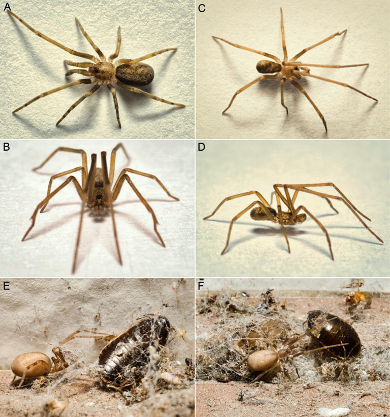 Newly discovered spider named Pink Floyd can devour animal six times ...