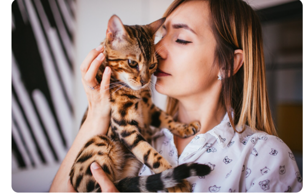Why is the Bengal cat considered dangerous?