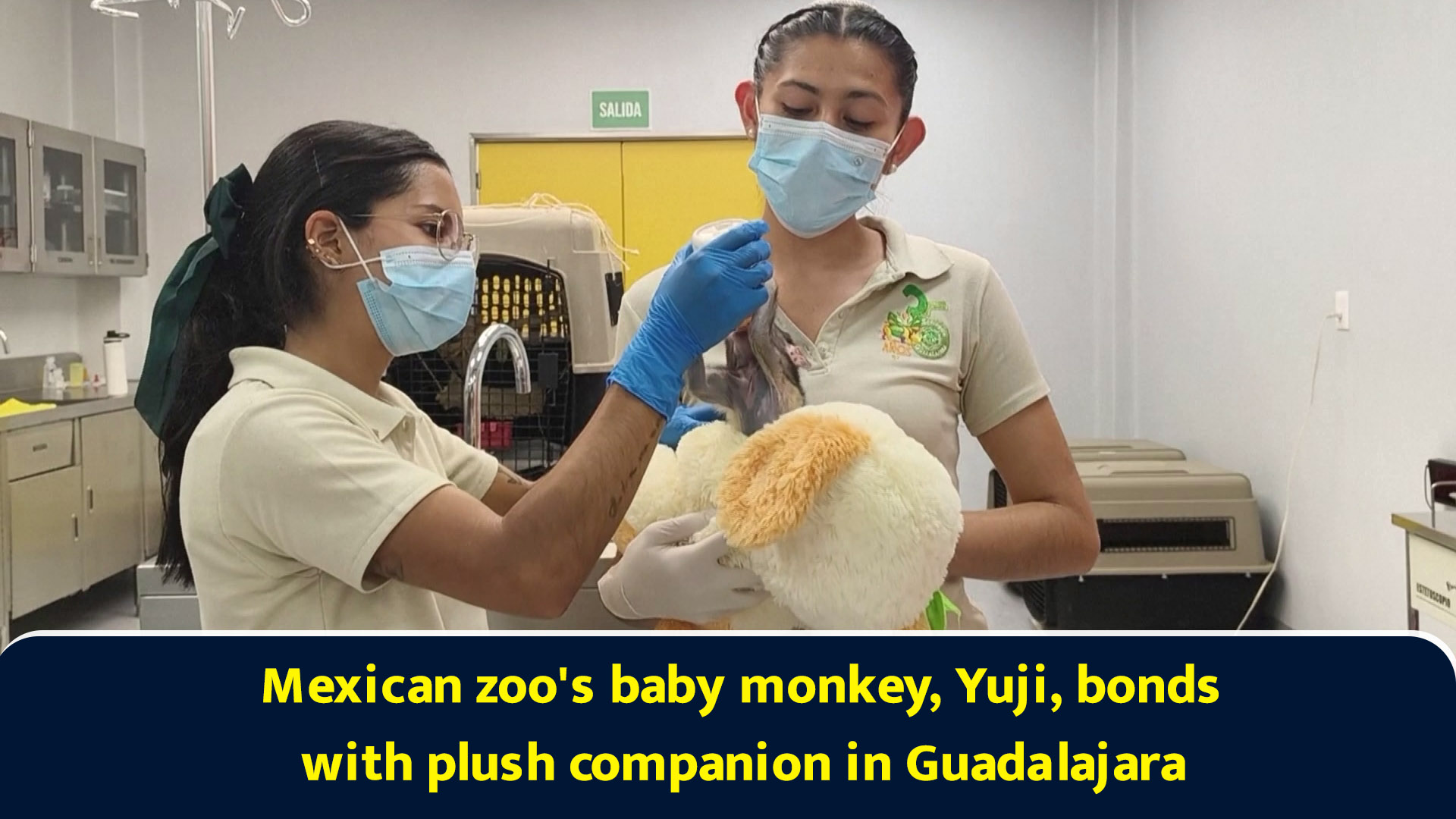 Mexican zoo's baby monkey, Yuji, bonds with plush companion in Guadalajara