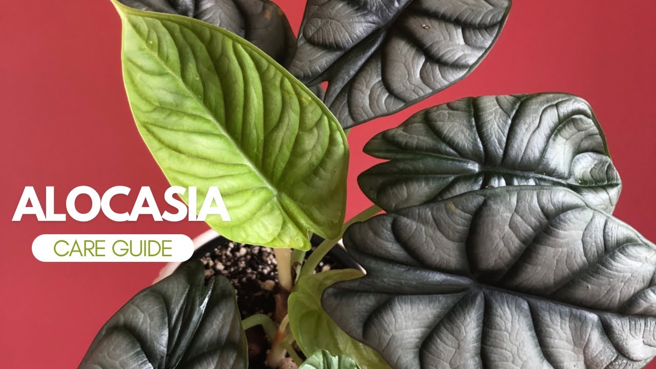 Alocasia plant care indoors how to grow healthy alocasia plants