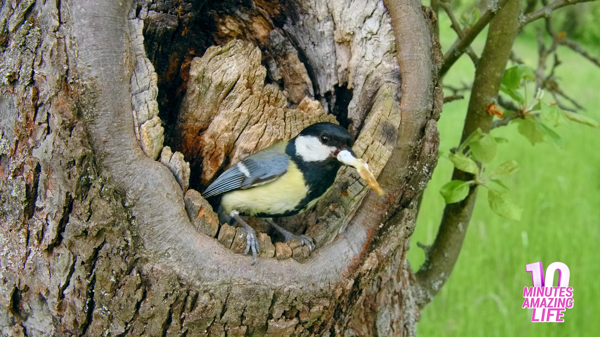 Kleine vogel brengt voedsel naar verborgen nest in boom