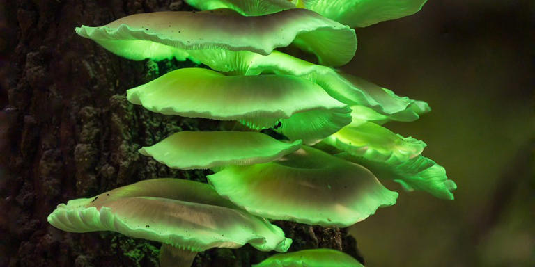 A rare natural phenomenon is about to light up Australia’s forests