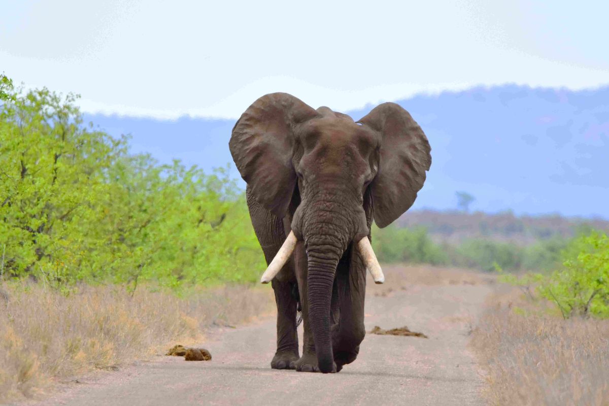 Elephants in game reserves: Gentle giants or ticking time bombs?