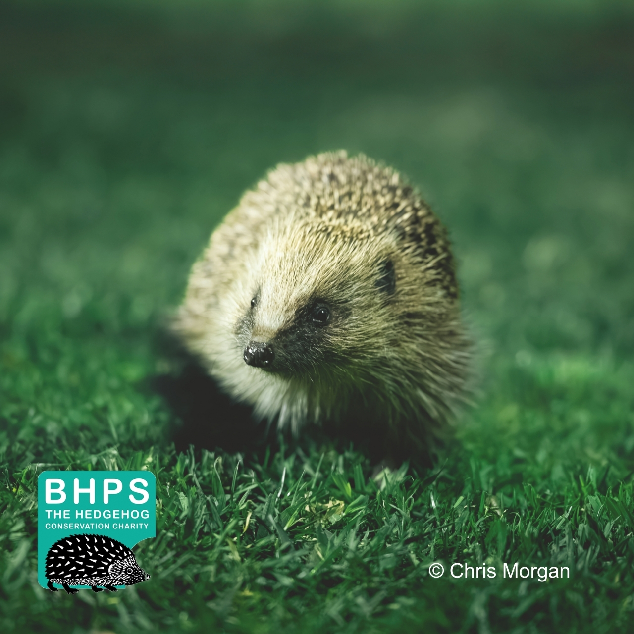 Take the hedgehog pledge this Hedgehog Awareness Week