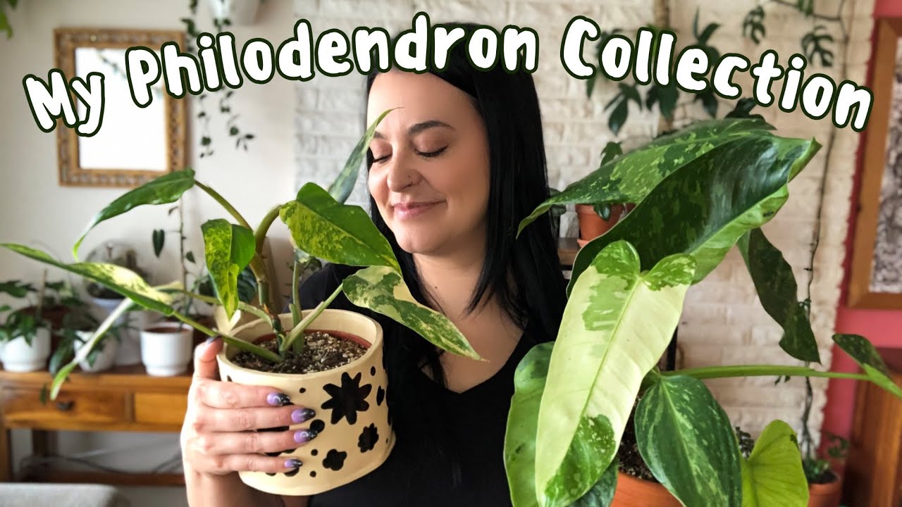 Tour of my philodendron collection and care setup