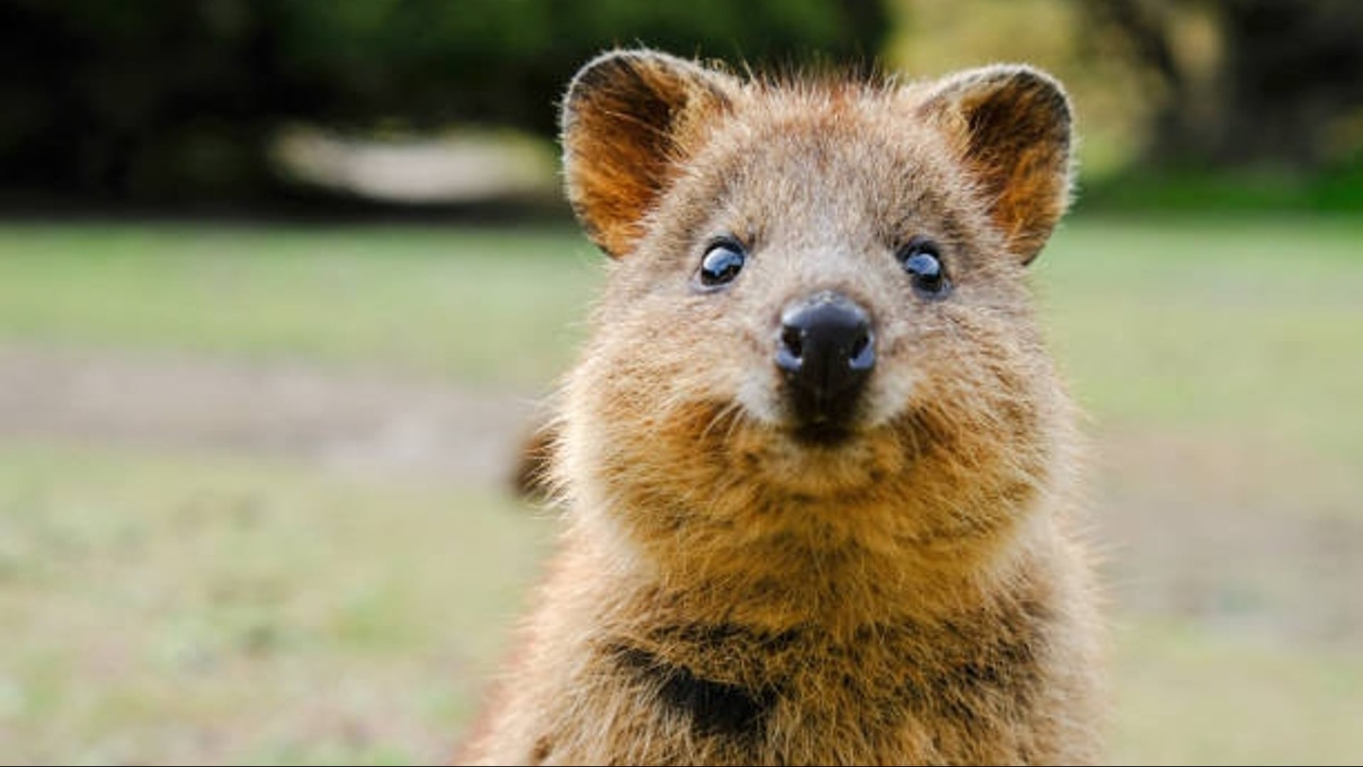 Quokka, il dolcissimo animale “più felice del mondo”