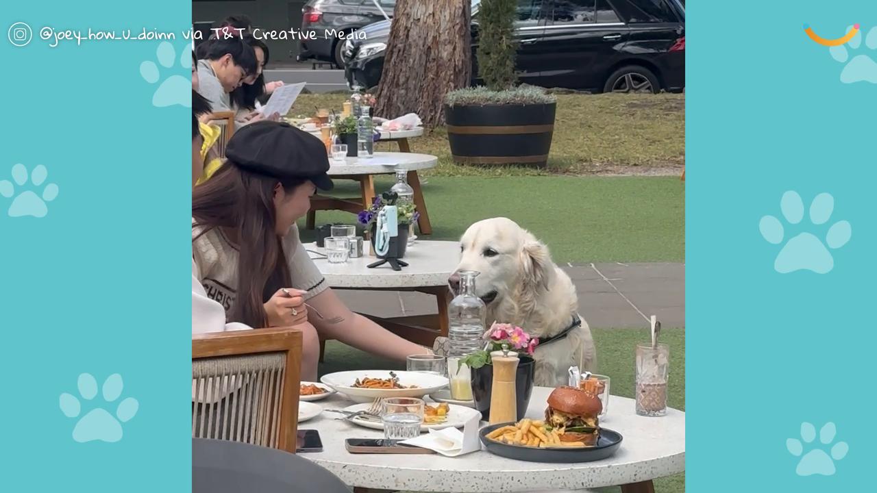 Hilarious dog loves going up to strangers and pretending he has no ...