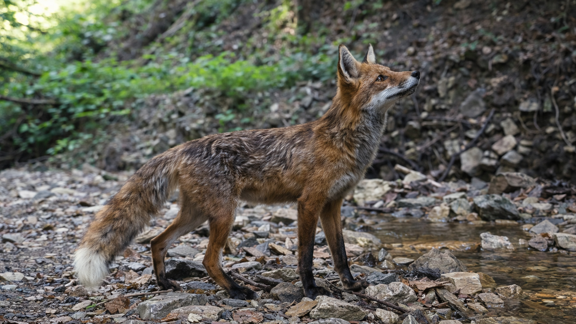 Hidden camera captures a fox observing something in the distance