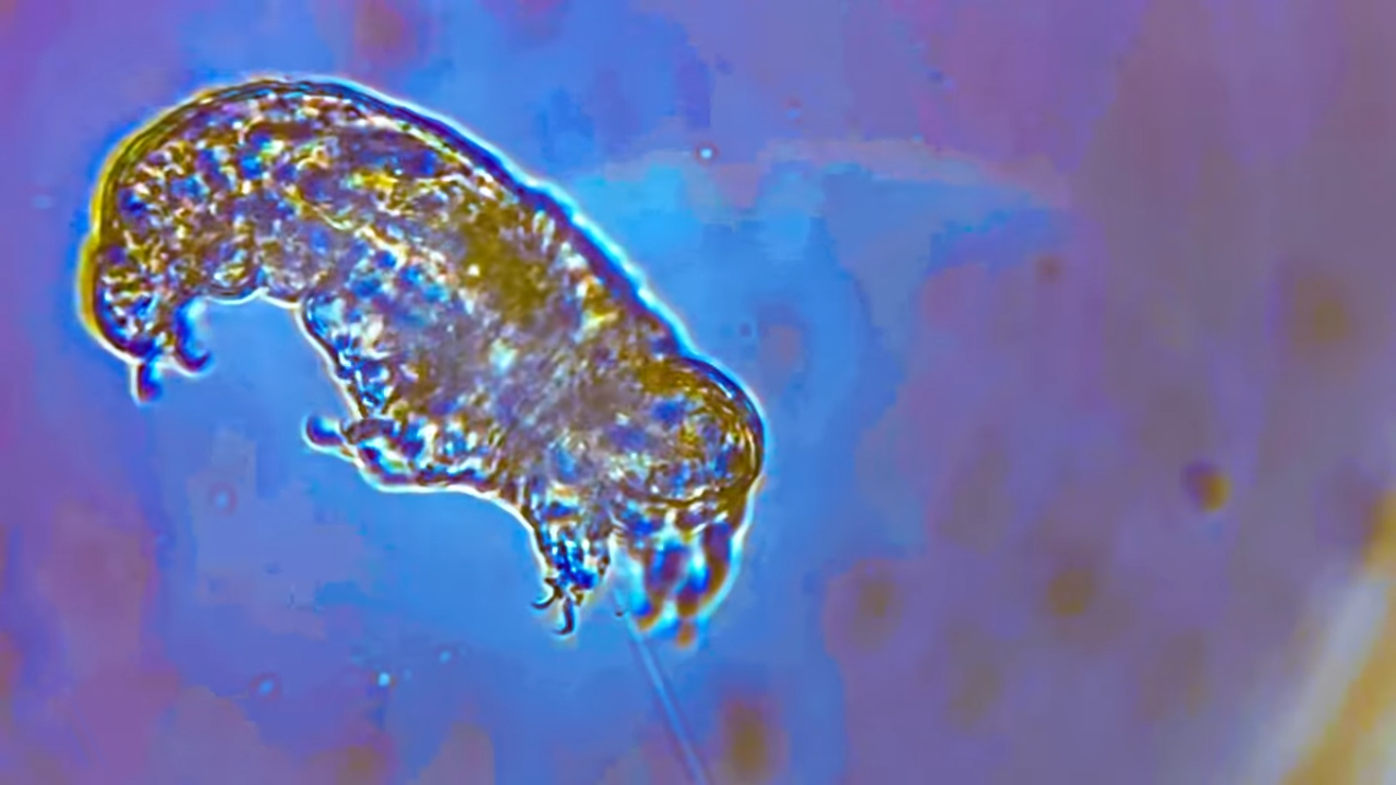 This microscopic animal survives space and radiation – and comes back alive