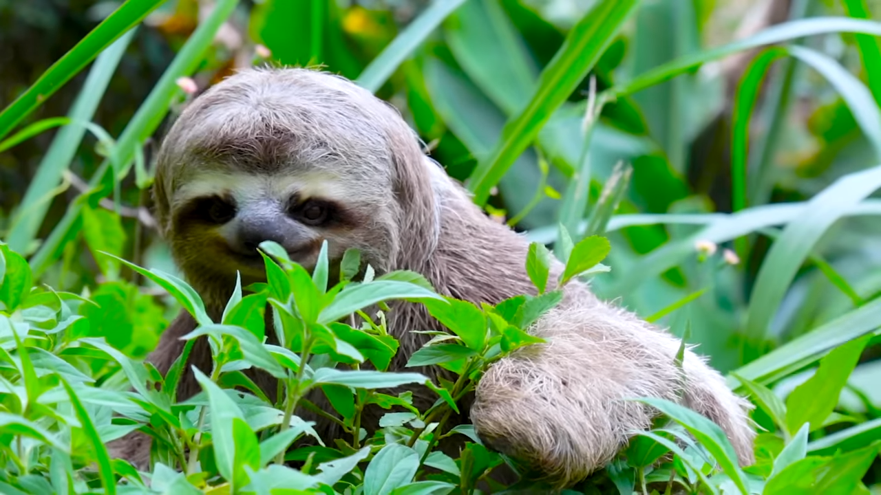 Watch what happens when a sloth falls from 100 meters – and survives