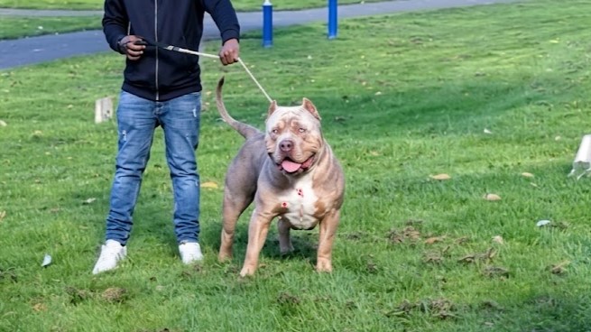 Le pitbull mord à 235 PSI - mais ce n’est pas le plus inquiétant