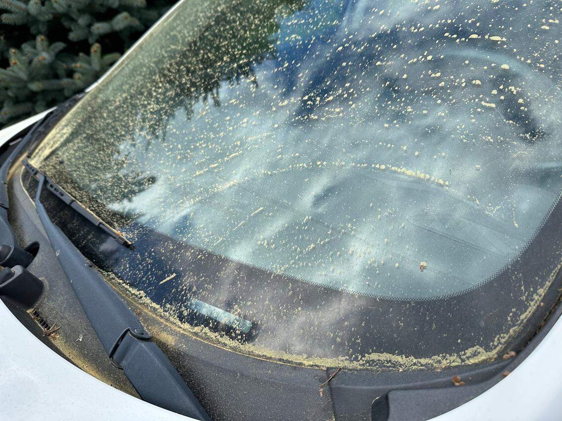 It's not your imagination - allergy season arrived early in Western WA ...