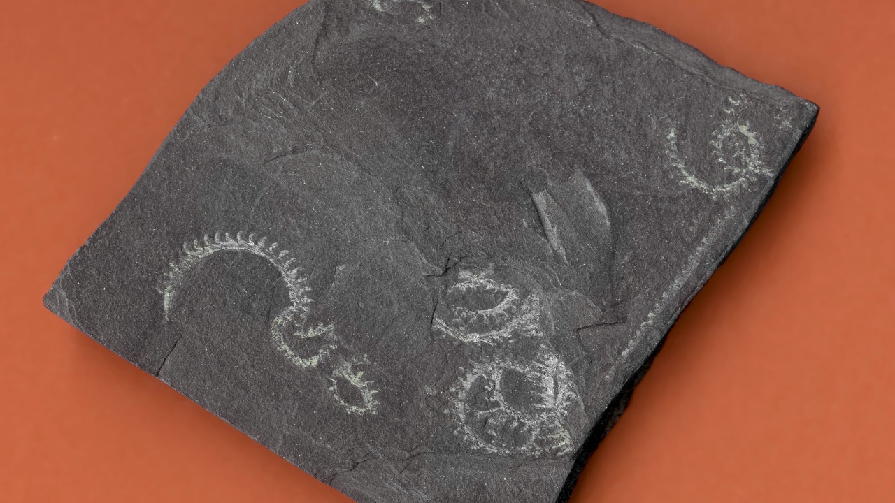 Misidentified fossil reclassified, reshaping views of ancient sea life