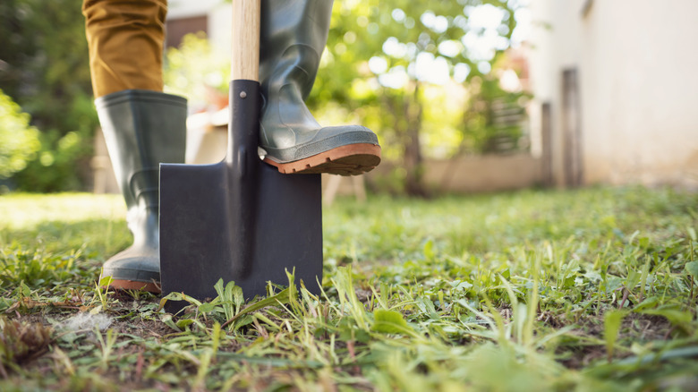 Important soil preparation steps you shouldn't skip before installing sod