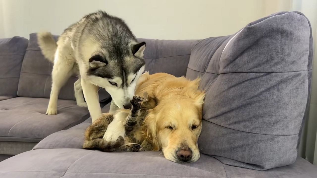 Cat, husky, and golden retriever share playful rest on couch in Jiangxi ...